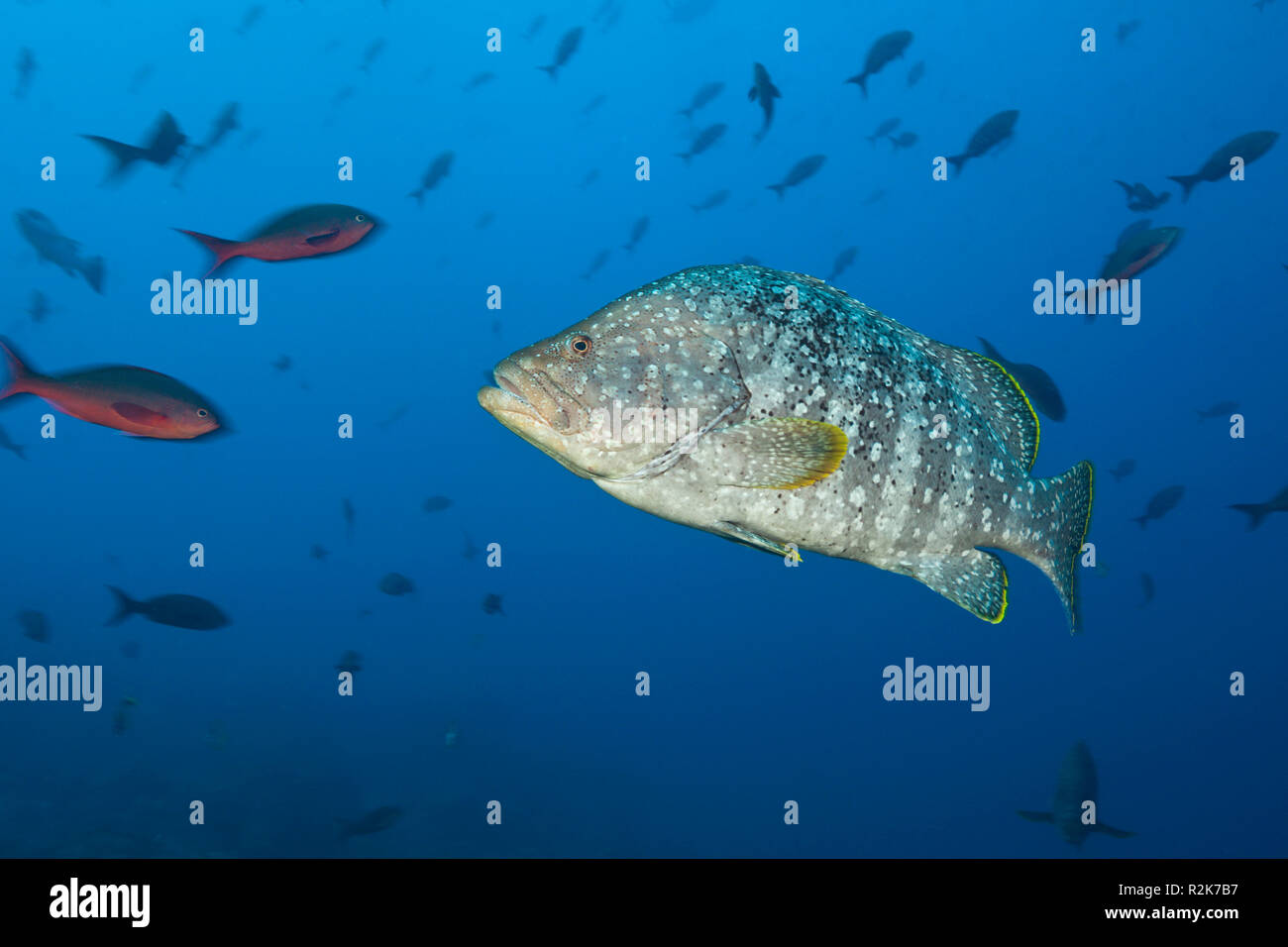 Leather Bass, Dermatolepis dermatolepis, Arch, Darwin Island, Galapagos ...