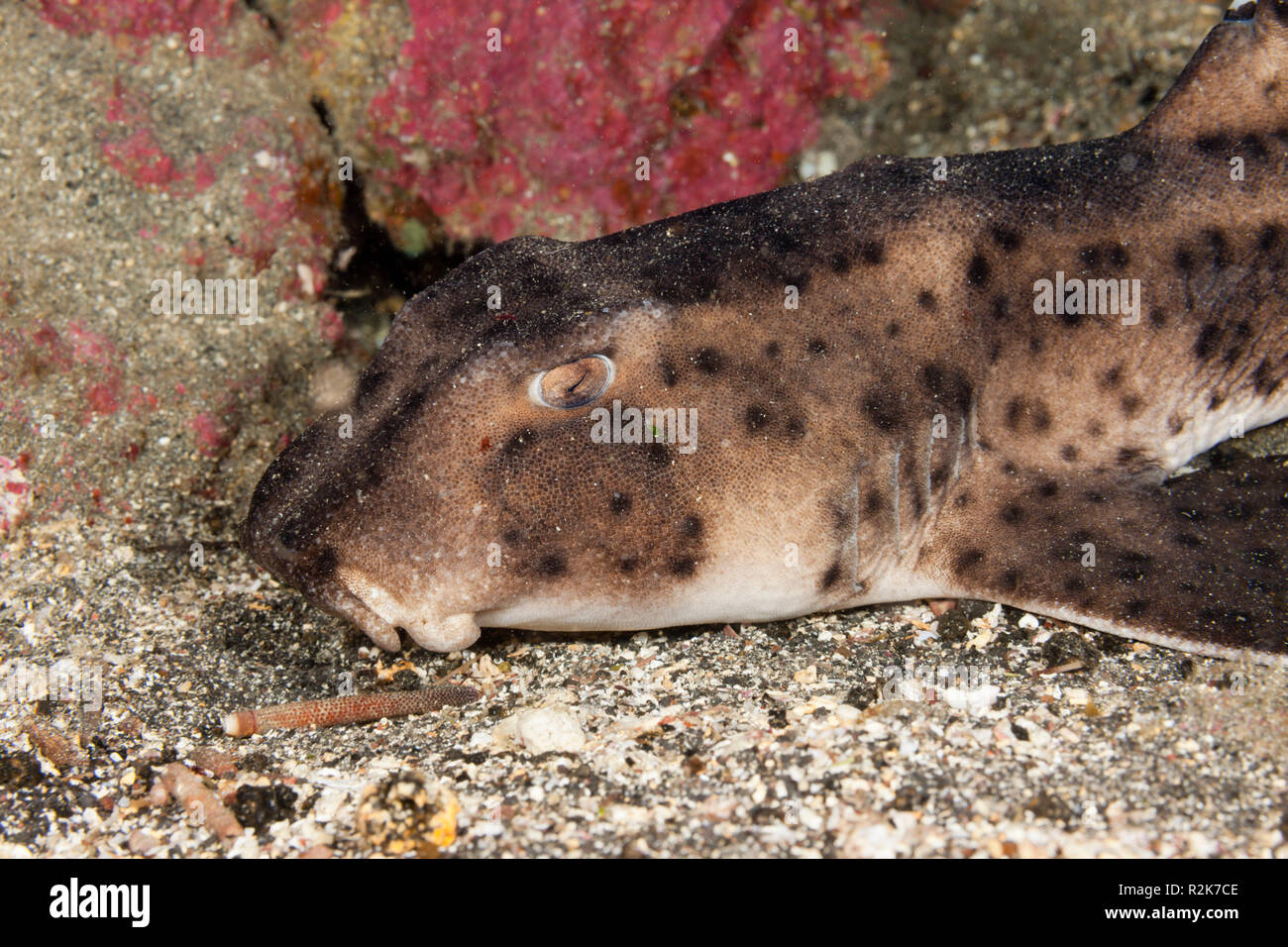Zebra Bullhead Shark Babies