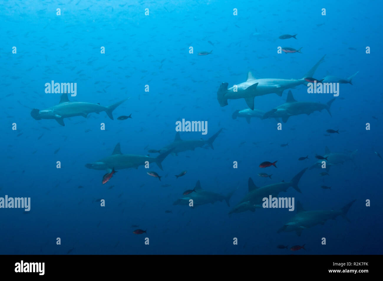 Scalloped Hammerhead Sharks Sphyrna Lewini Wolf Island Galapagos