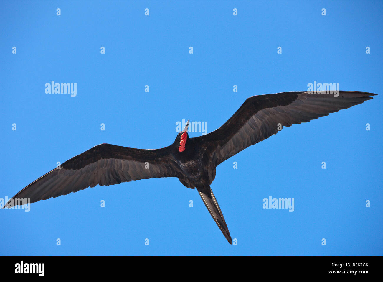 Magnificent Frigatebird in flight, Fregata magnificens, North Seymour ...