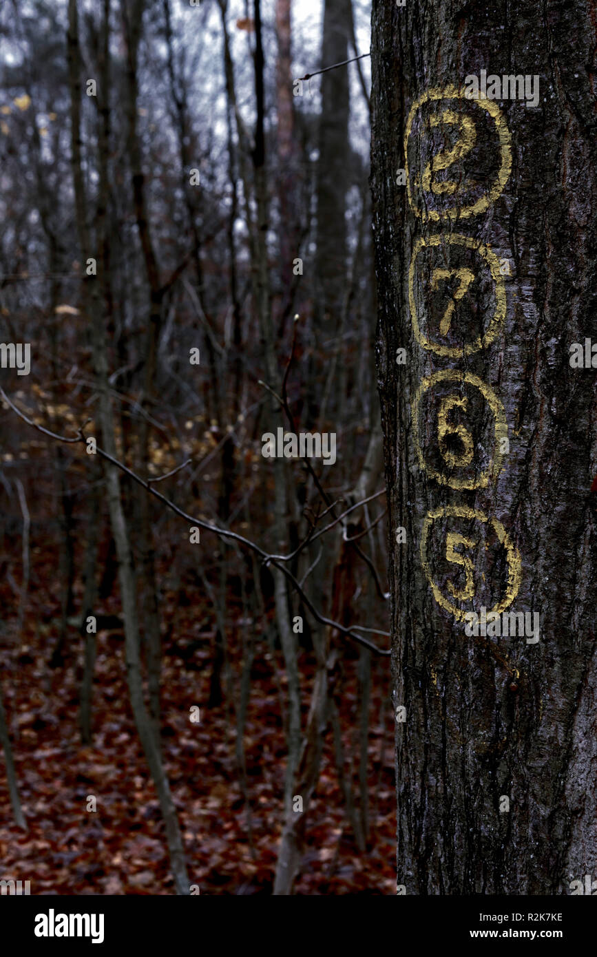 Tree trunk, marking, numbers Stock Photo - Alamy