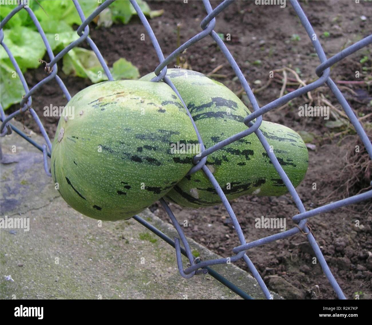 Curved cucumber hi-res stock photography and images - Alamy