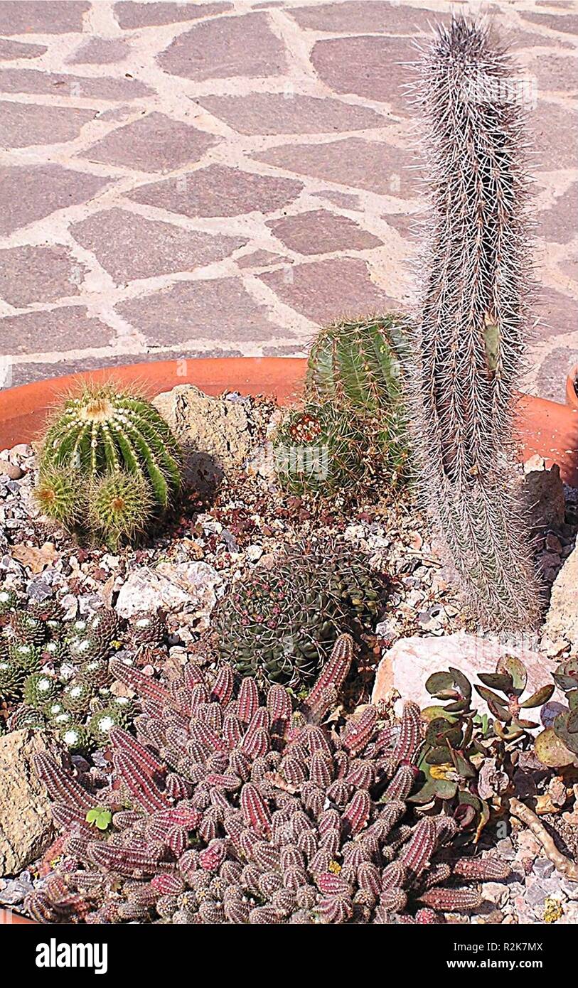 Xerophyten hi-res stock photography and images - Alamy