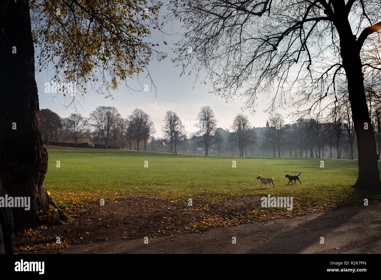 Dogs playing in a park Stock Photo - Alamy