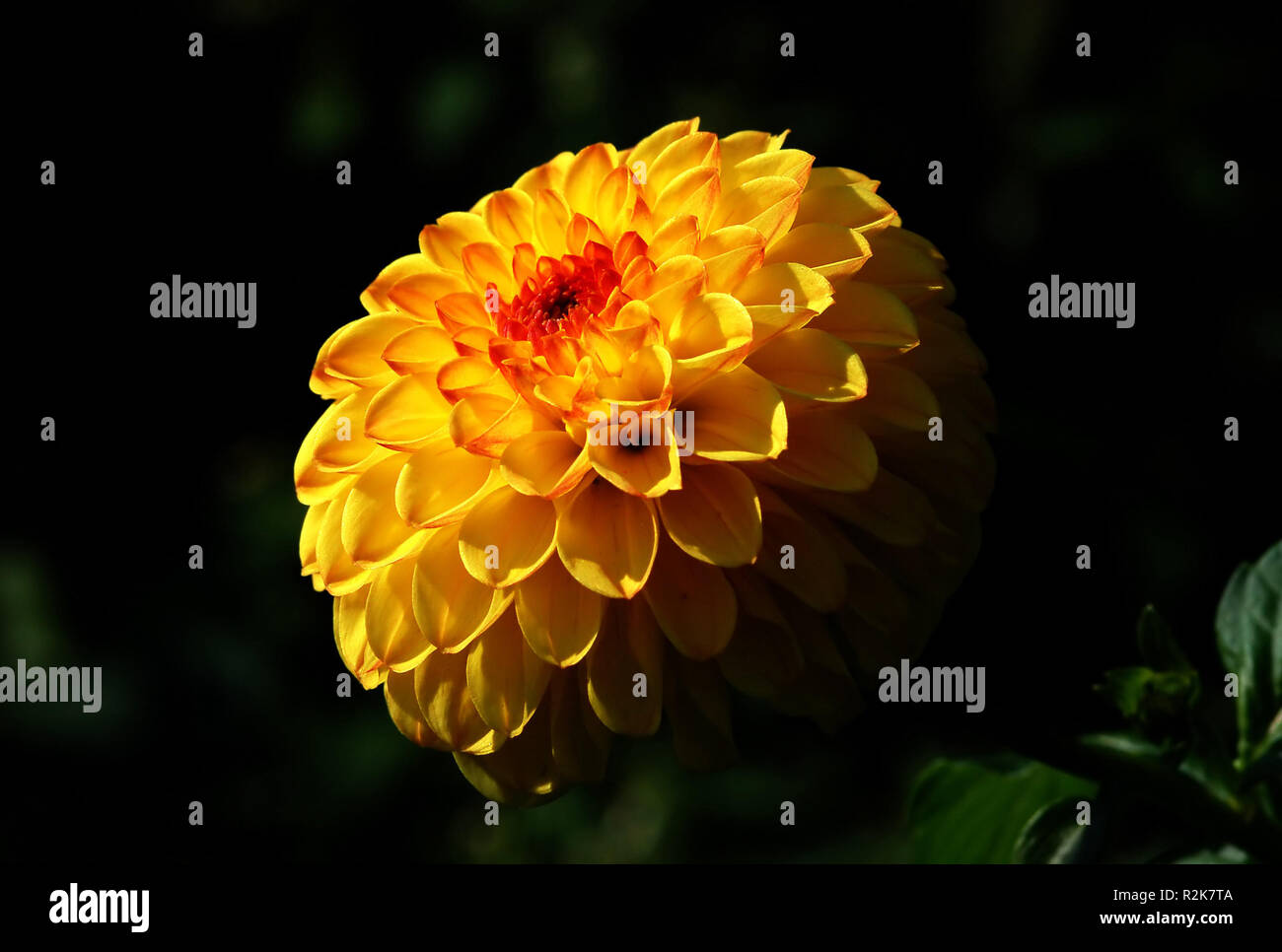 sunny boy in the october sun Stock Photo - Alamy