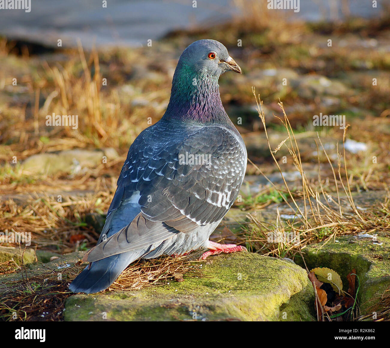 Proud dove hi-res stock photography and images - Alamy