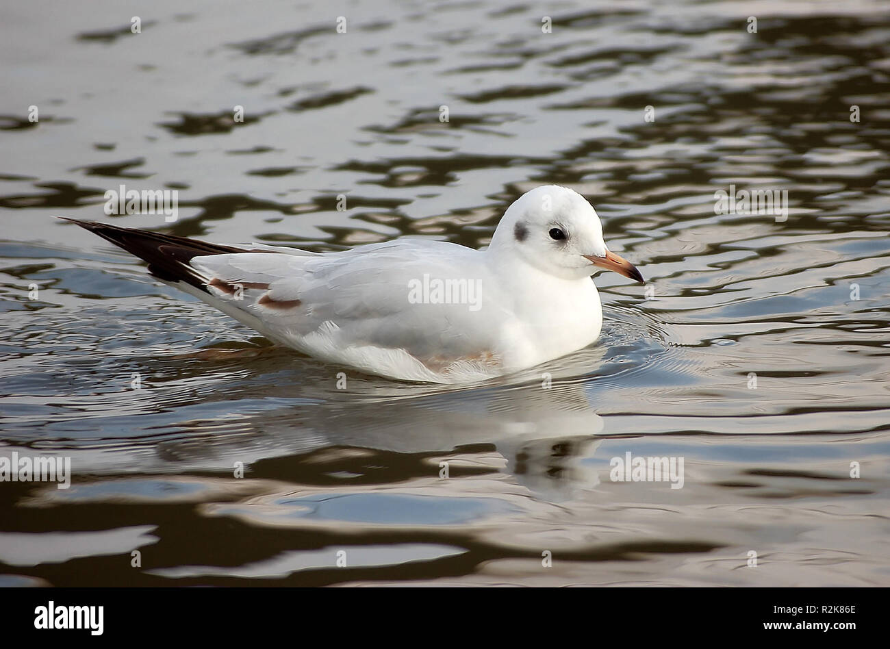 Gulls swiming hi-res stock photography and images - Alamy