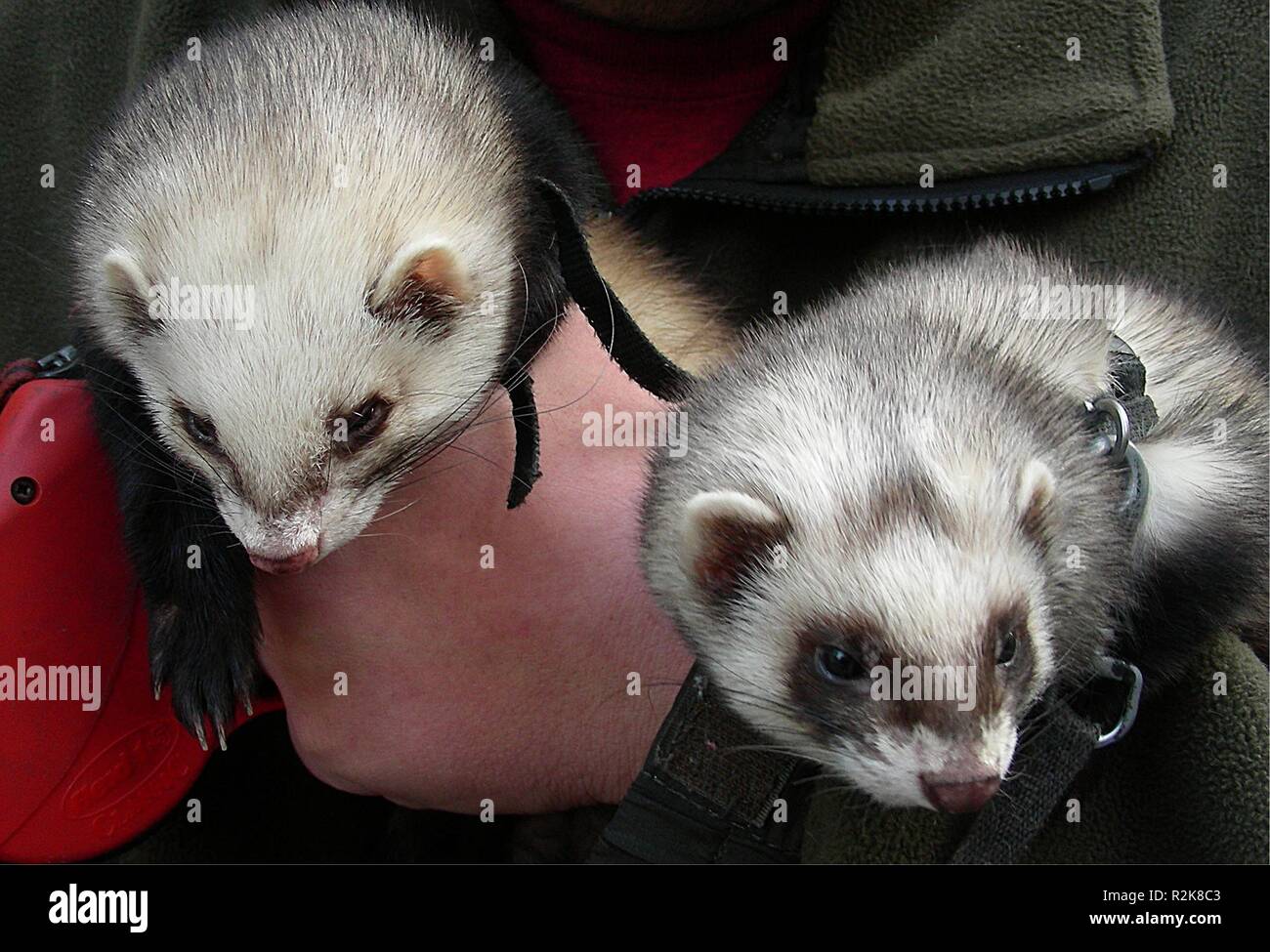 Jagdtier hi-res stock photography and images - Alamy