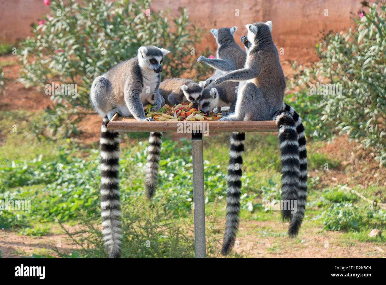Ring-tailed lemurs having lunch in the national park Stock Photo - Alamy