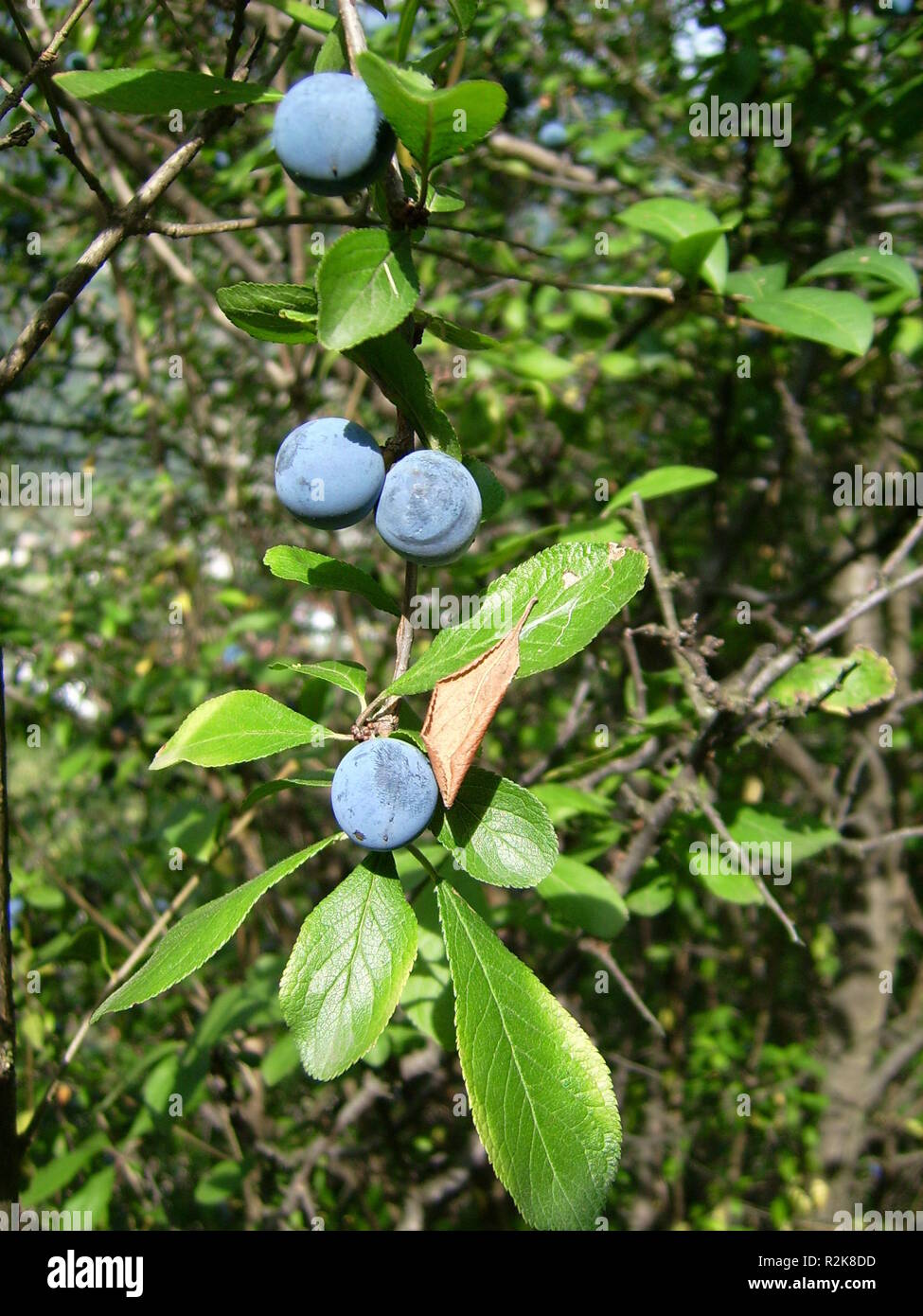 Sloes fruit autumn fall hi-res stock photography and images - Alamy