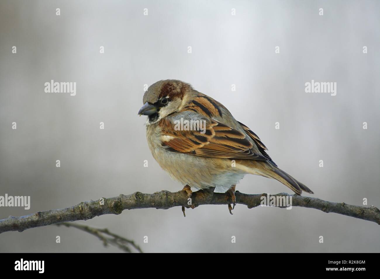 why i stayed Stock Photo - Alamy