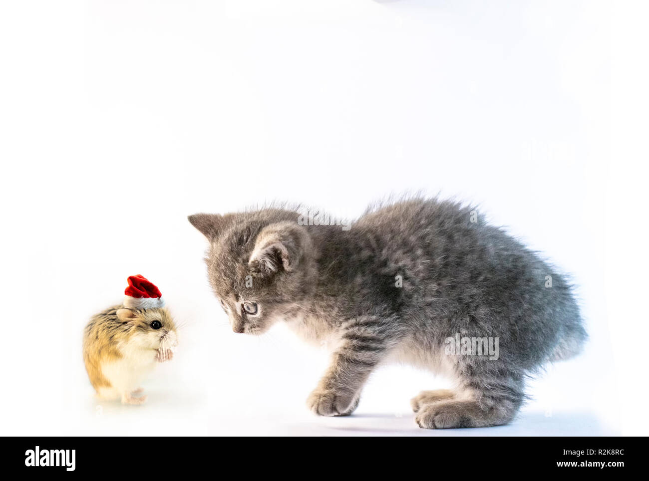 Hamster with Santa hat praying to the cute gray cat isolated on white ...