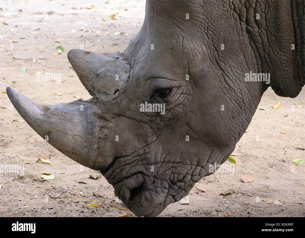 Hairy rhino hi-res stock photography and images - Alamy