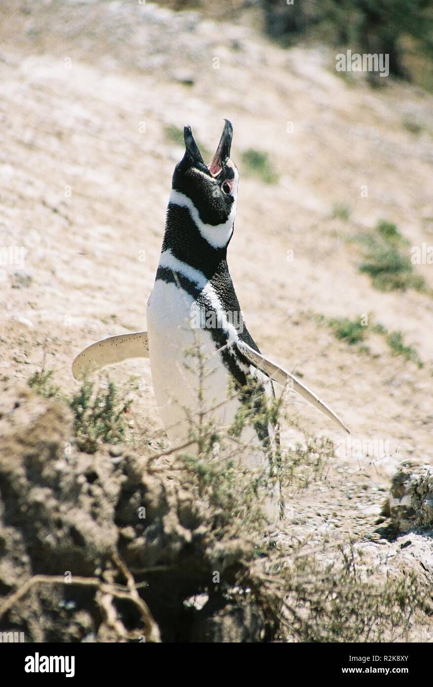 Primal bird hi-res stock photography and images - Alamy