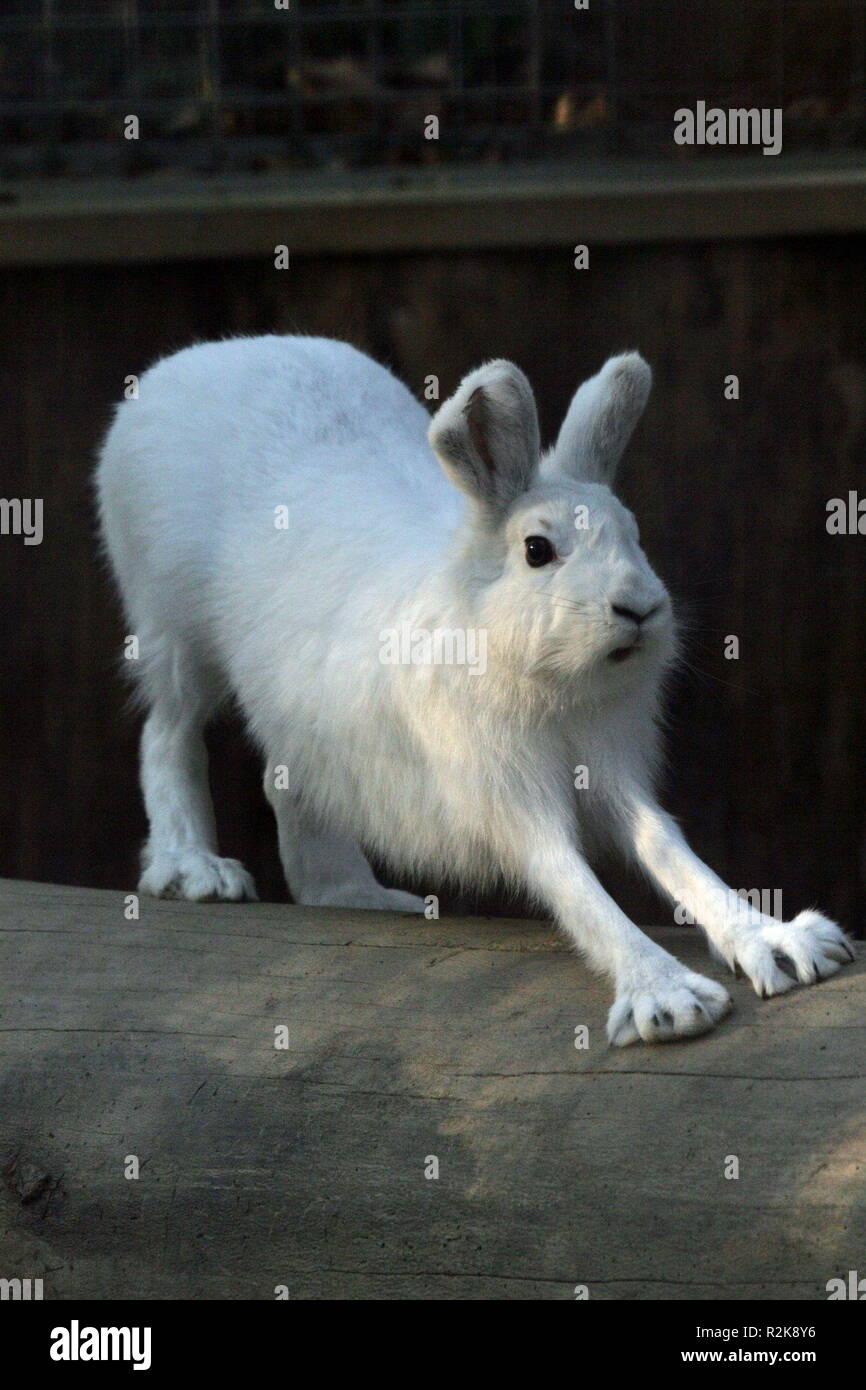 Rabbit look hi-res stock photography and images - Alamy