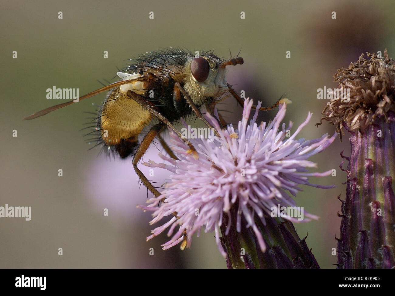 Bristly legs hi-res stock photography and images - Alamy