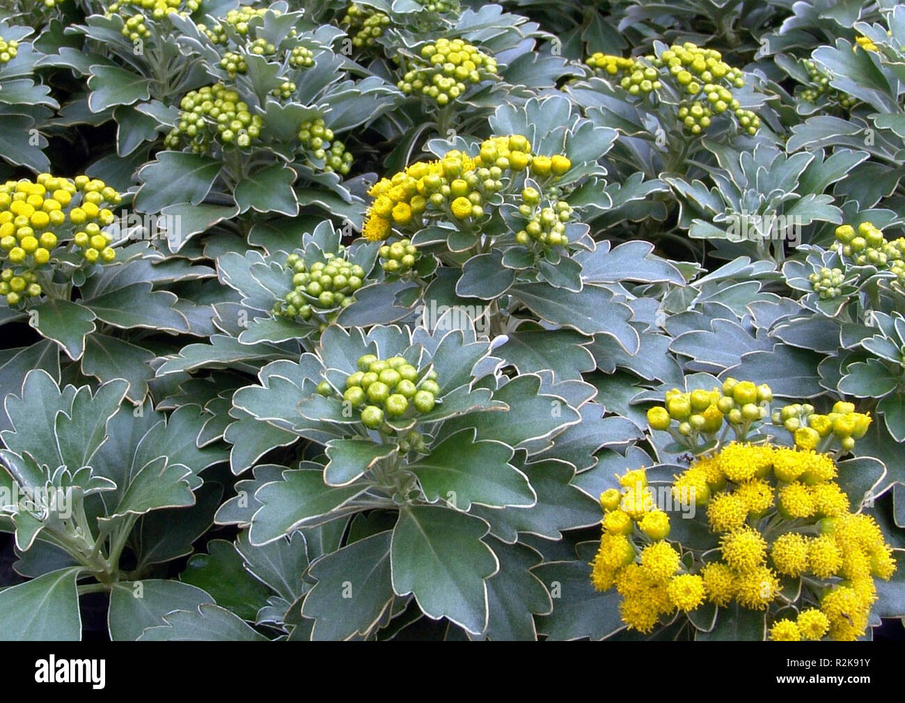 Ajania pacifica hi-res stock photography and images - Alamy