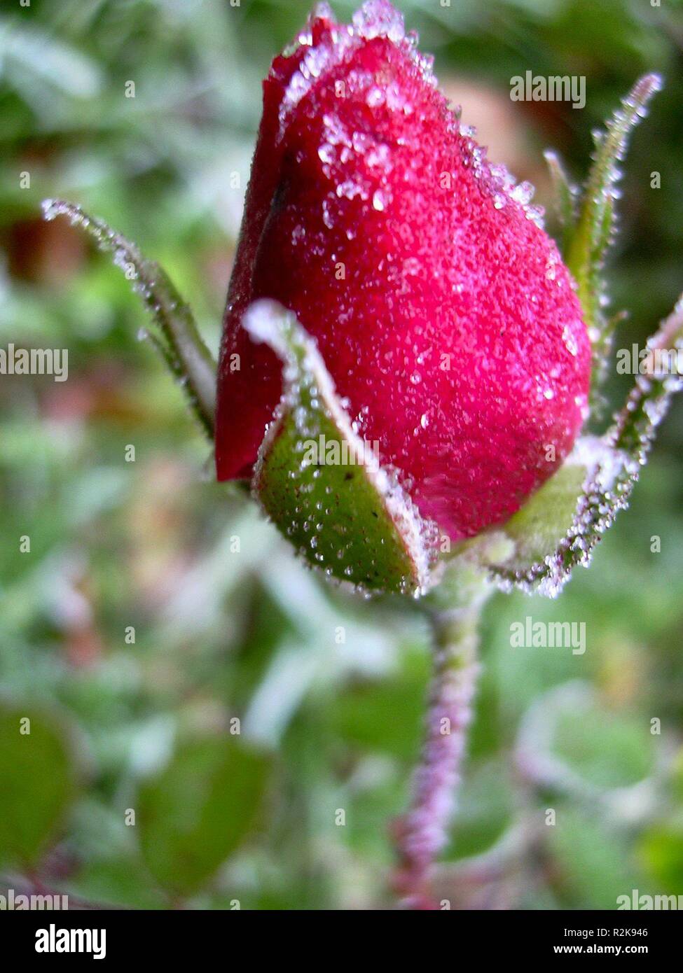 Ice queen frost hi-res stock photography and images - Alamy