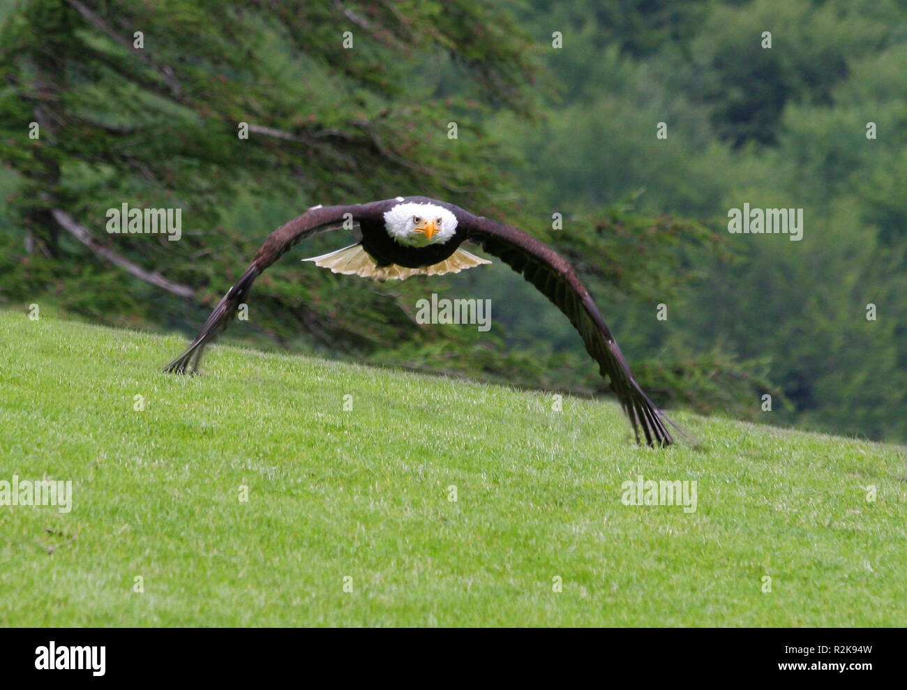 Raptor attack hi-res stock photography and images - Alamy