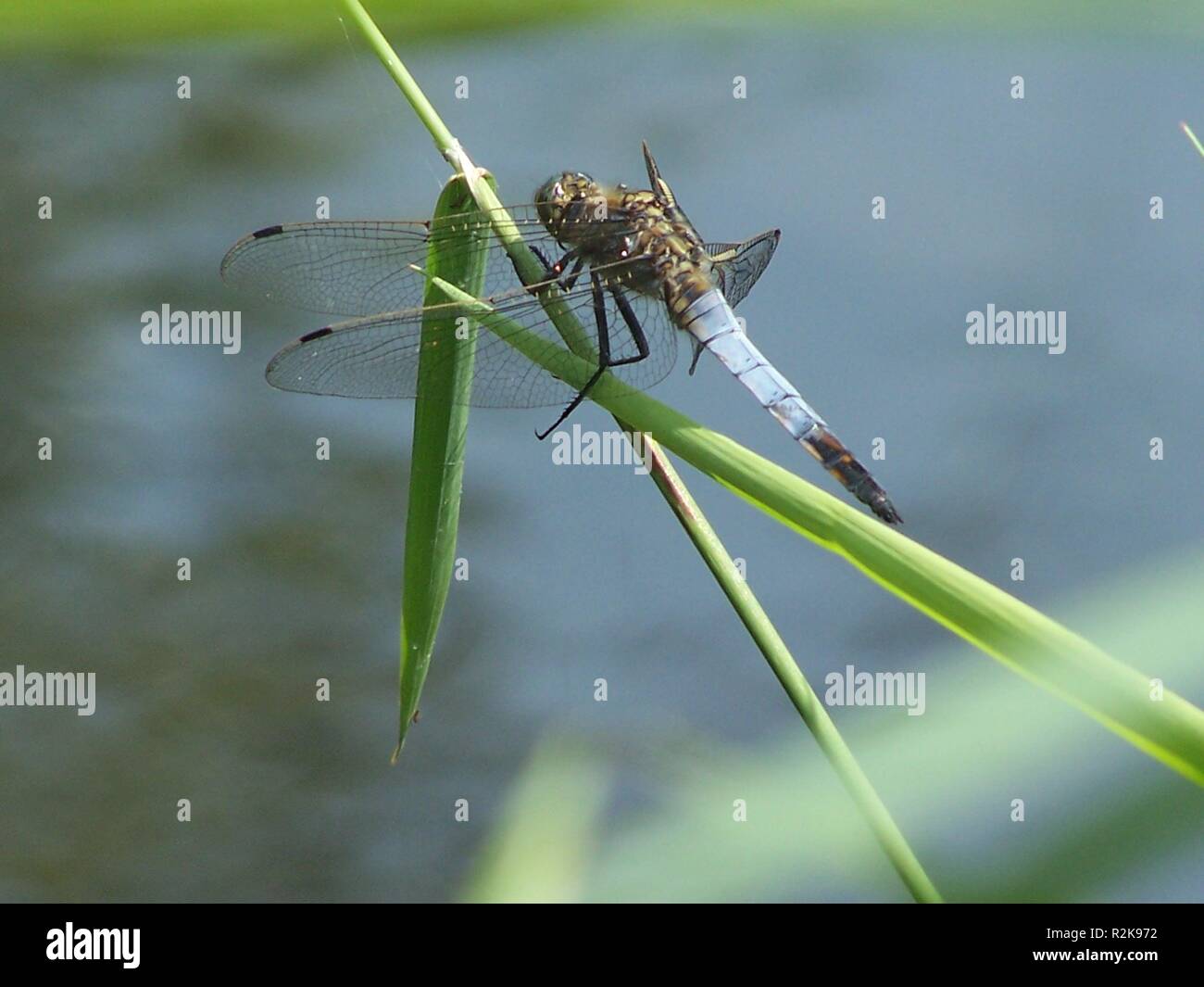 Flora and faune hi-res stock photography and images - Alamy
