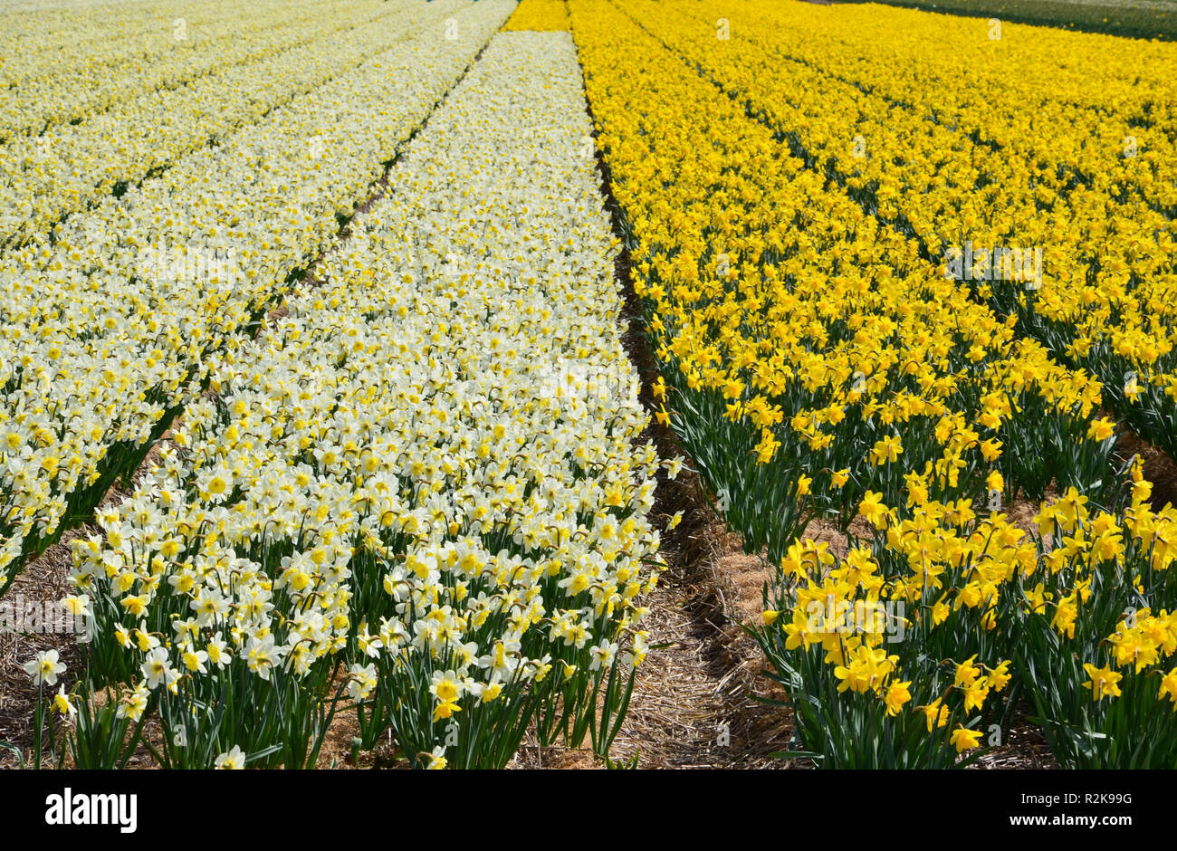 Blooming field of flowers hi-res stock photography and images - Alamy