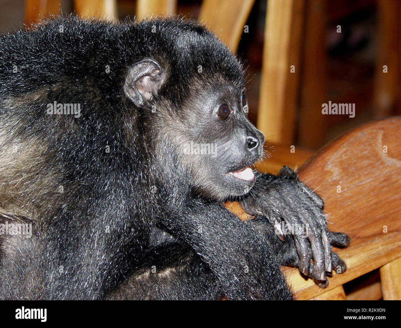 Guanacaste howler monkeys costa rica hi-res stock photography and ...