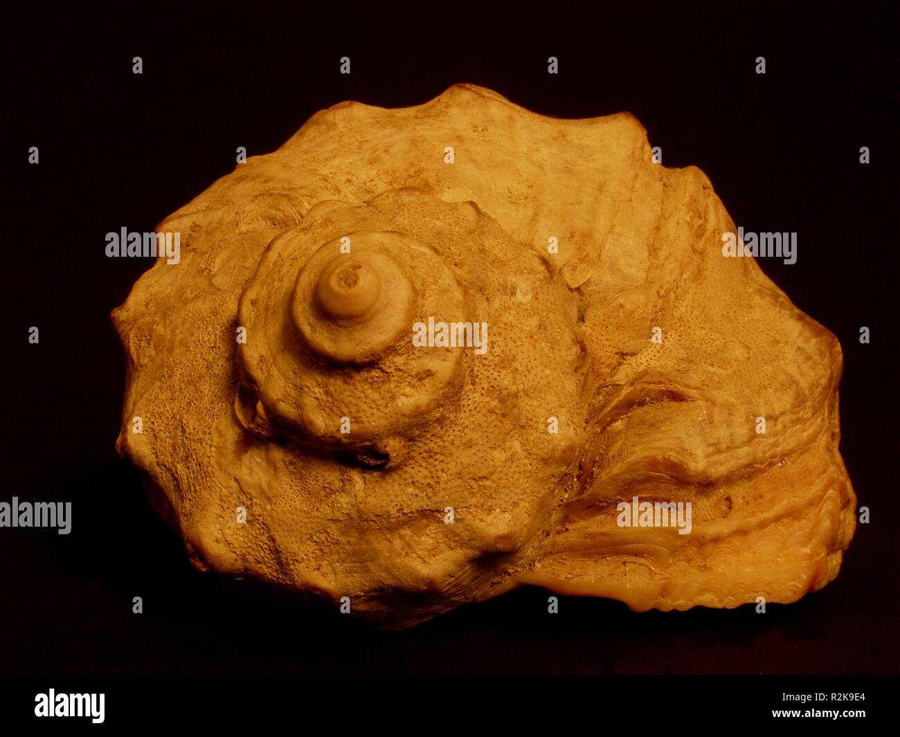 Shell fauna hi-res stock photography and images - Alamy