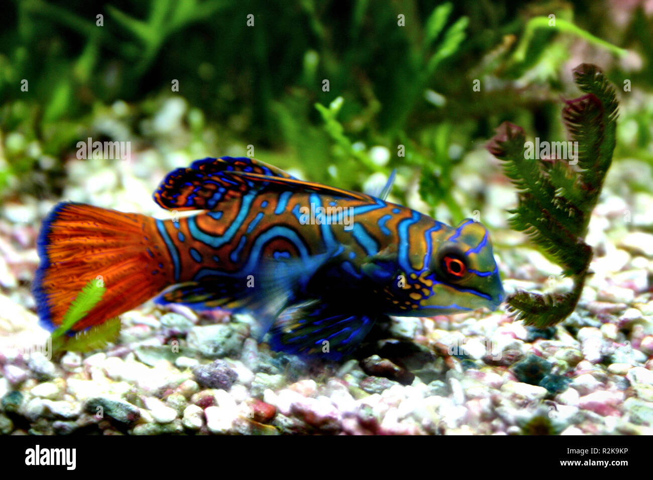 Leierfisch hi-res stock photography and images - Alamy