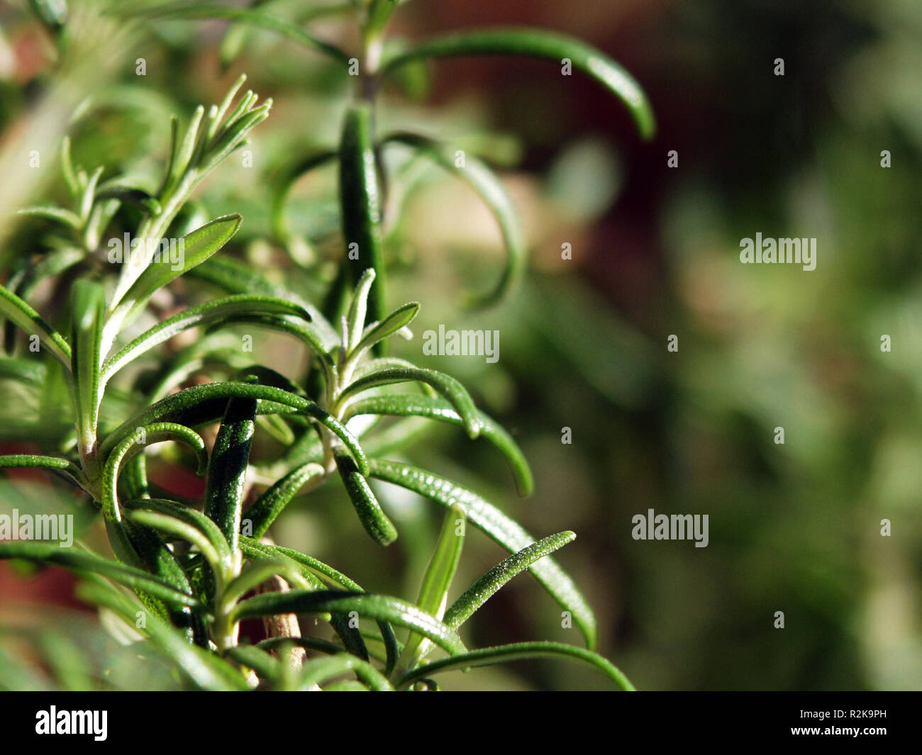 Cineol hi-res stock photography and images - Alamy