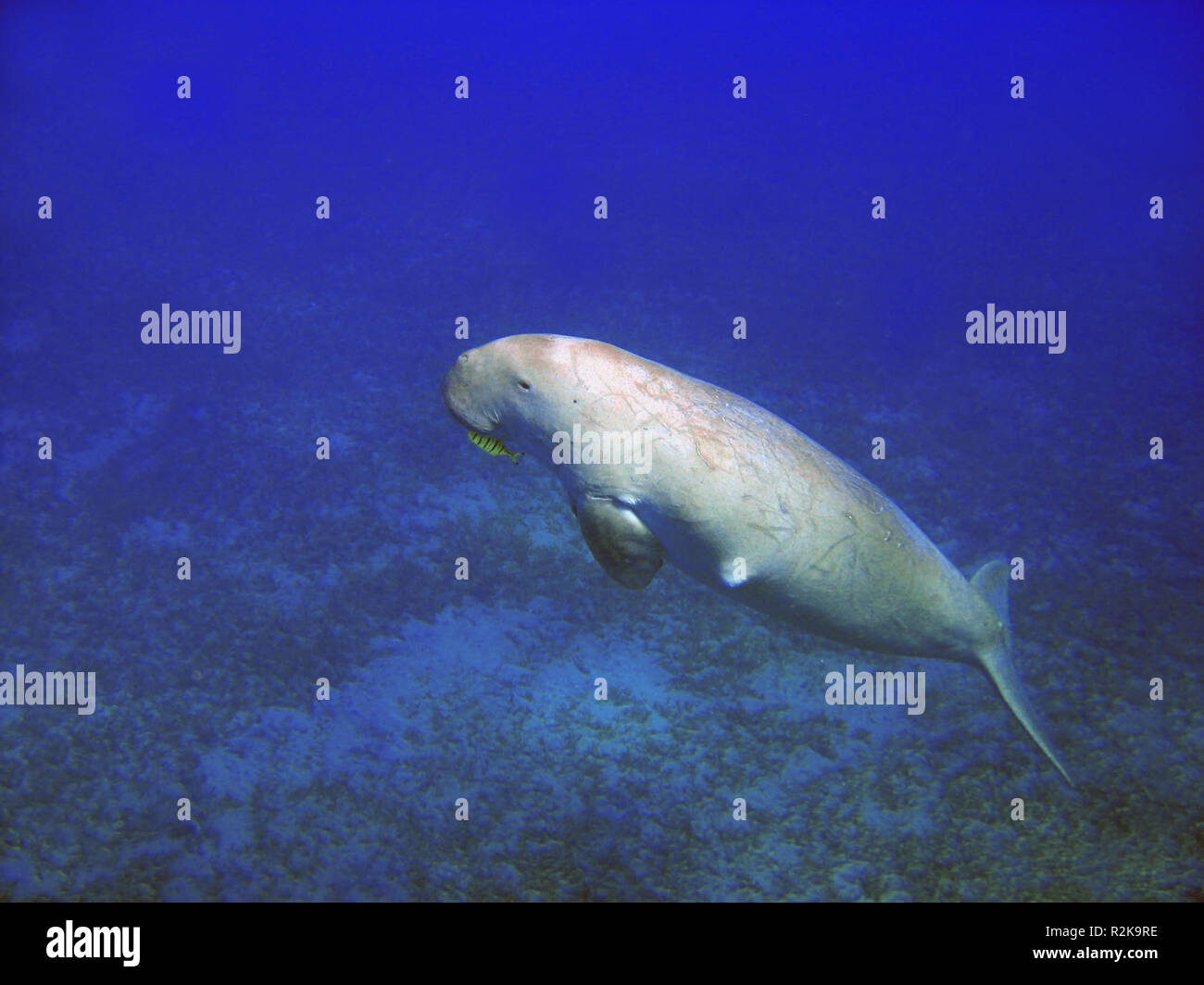 Dugong dugong hi-res stock photography and images - Alamy