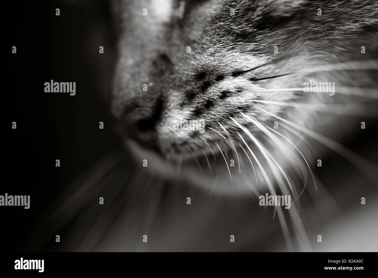 Mau cat face hi-res stock photography and images - Alamy