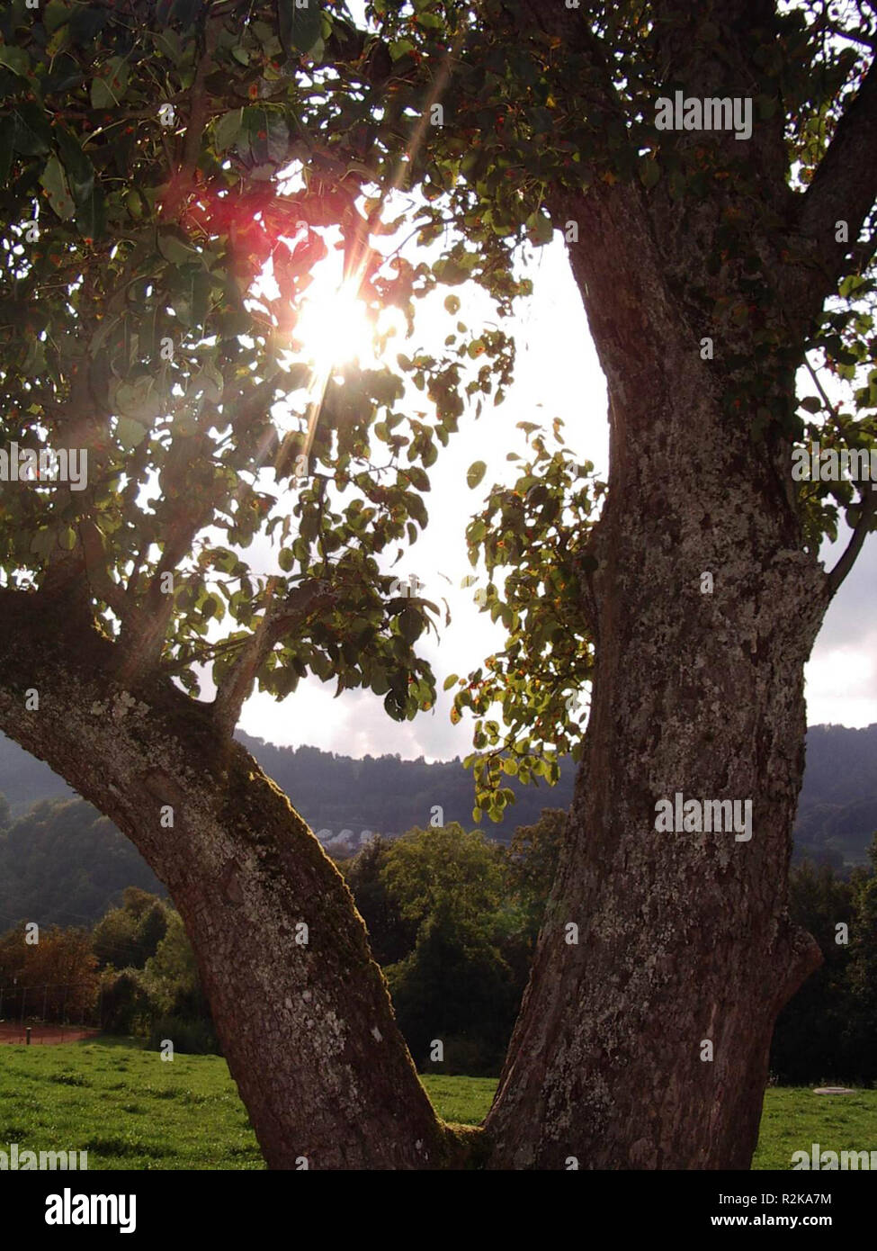 old pear tree iii Stock Photo - Alamy