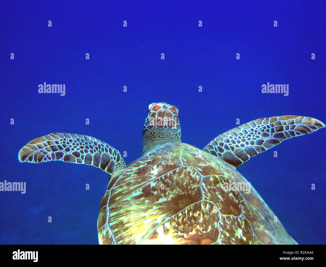 Underwater sea turtle fish seaweed hi-res stock photography and images ...