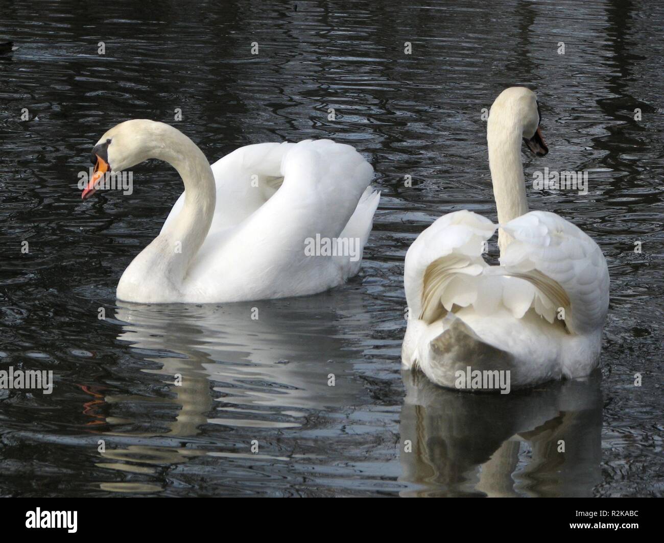 swan couple Stock Photo - Alamy