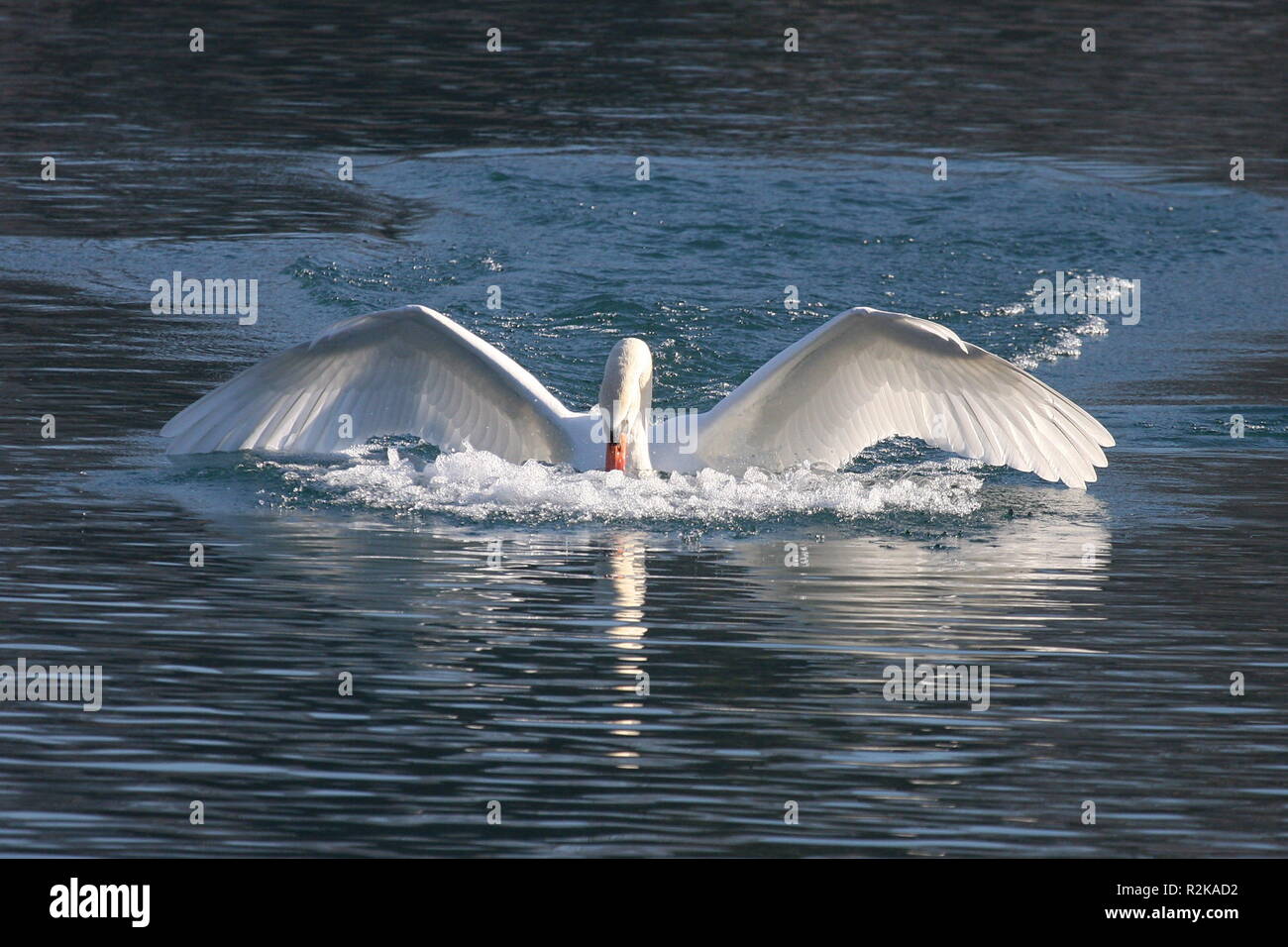 Landed bird lake hi-res stock photography and images - Alamy
