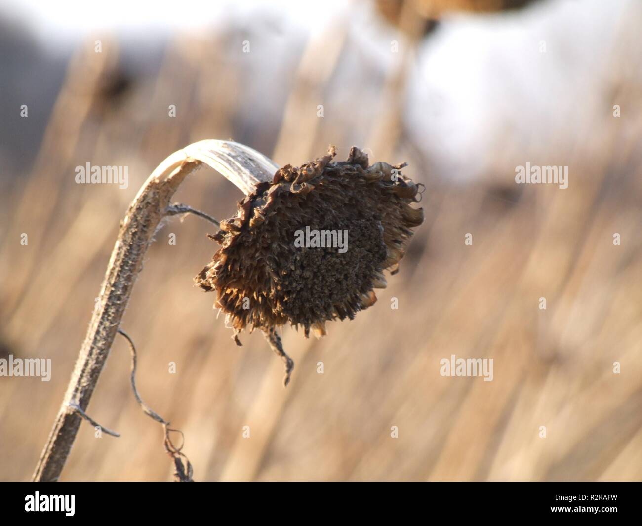 Decayed sunflower hi-res stock photography and images - Alamy