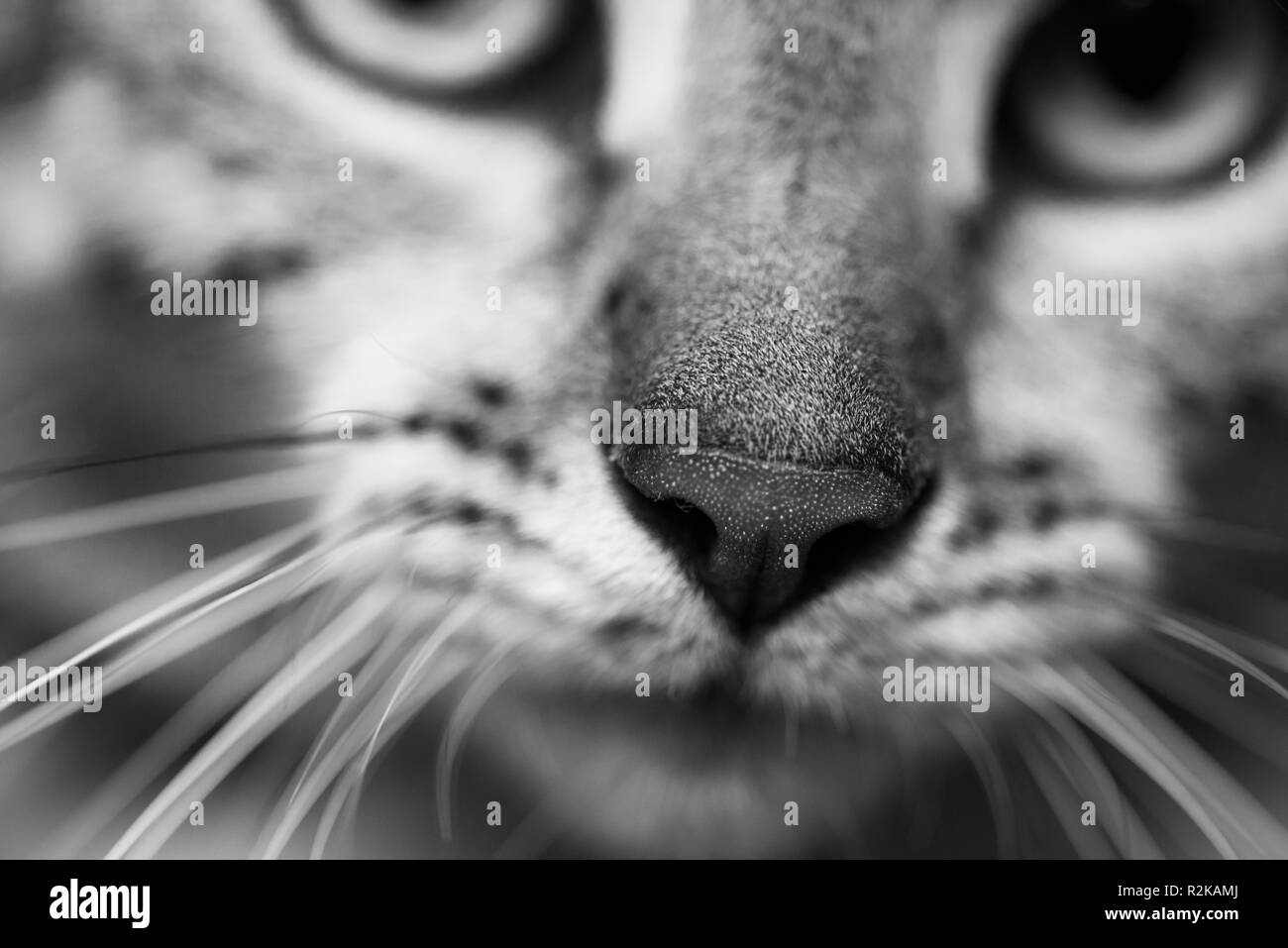 Partial face of a rare Egyptian Mau cat Stock Photo - Alamy