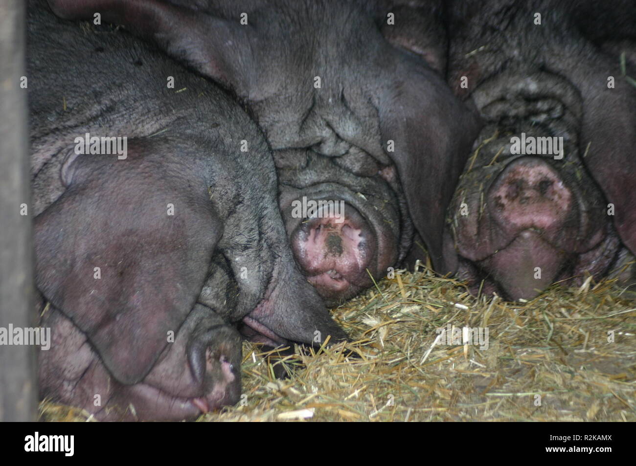 Futter schwein hi-res stock photography and images - Alamy