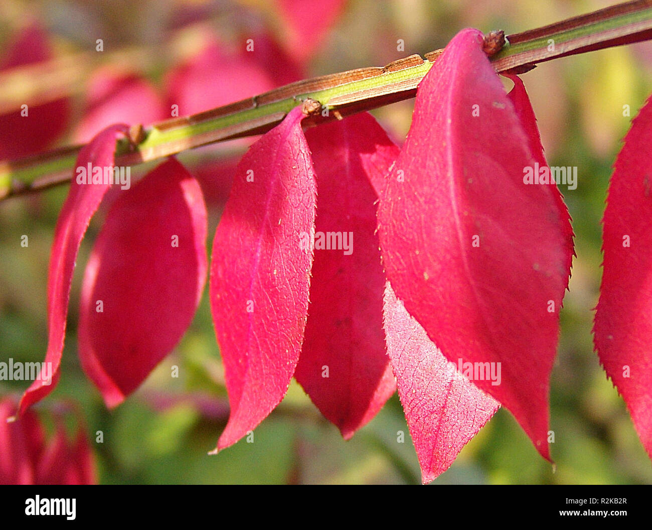 euonymus alatus,wing-spindle shrub Stock Photo - Alamy