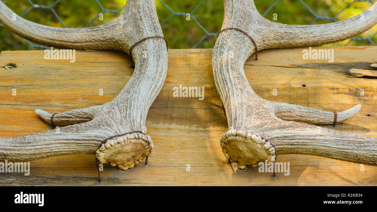 Branching at the base hi-res stock photography and images - Alamy