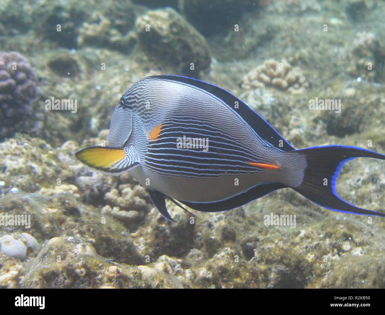 Doktorfisch hi-res stock photography and images - Alamy