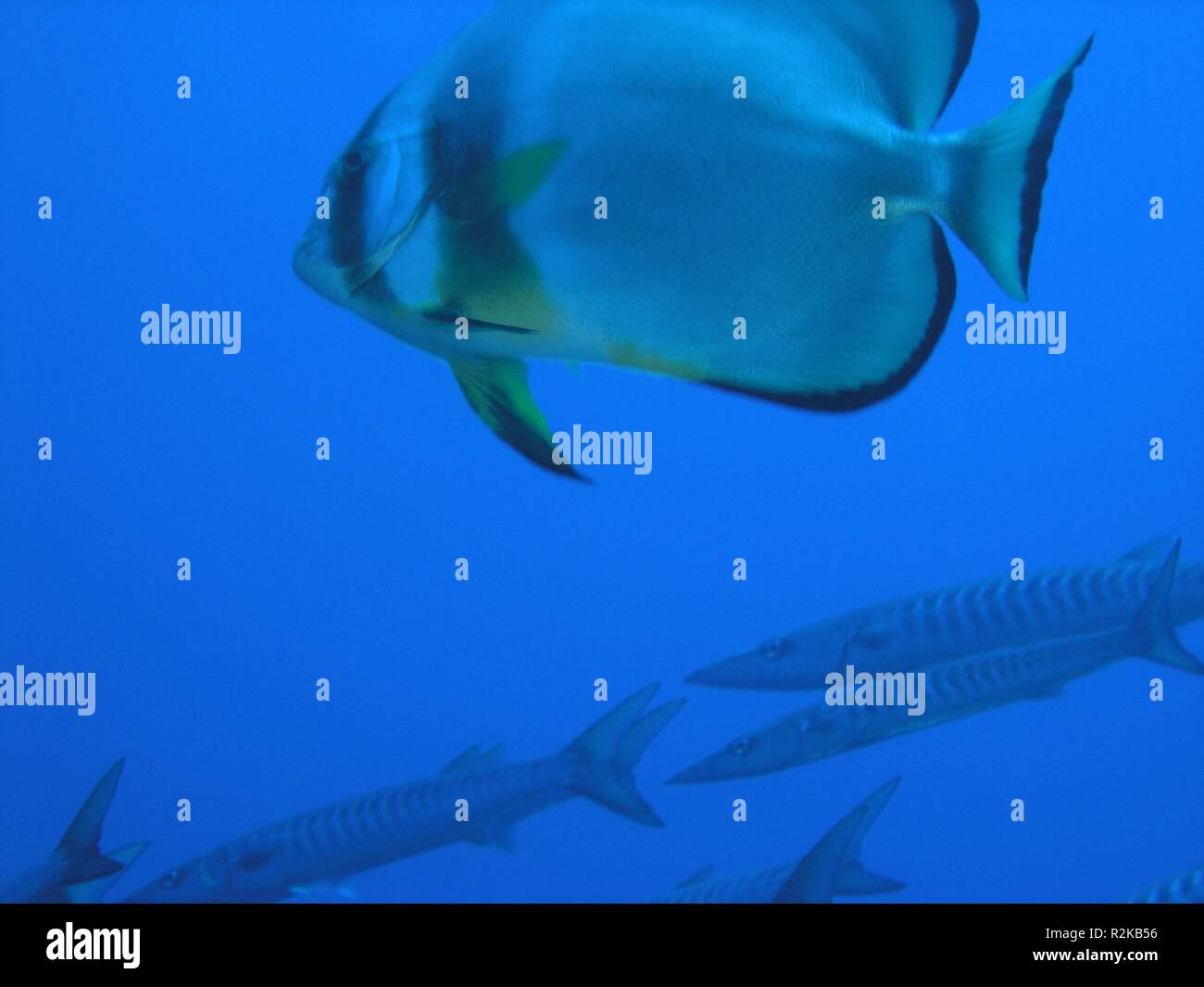 hunter and hunted Stock Photo - Alamy