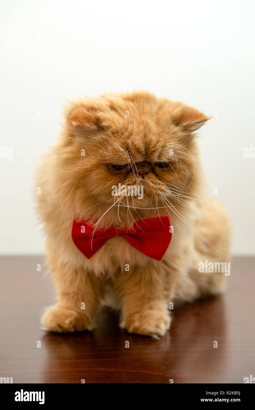 Fluffy ginger cat sits on hi-res stock photography and images - Alamy