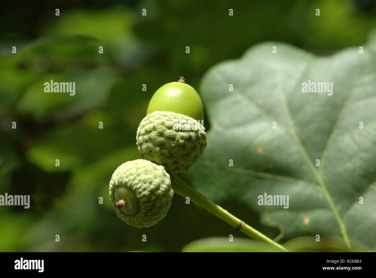 Oak tree stem hi-res stock photography and images - Alamy
