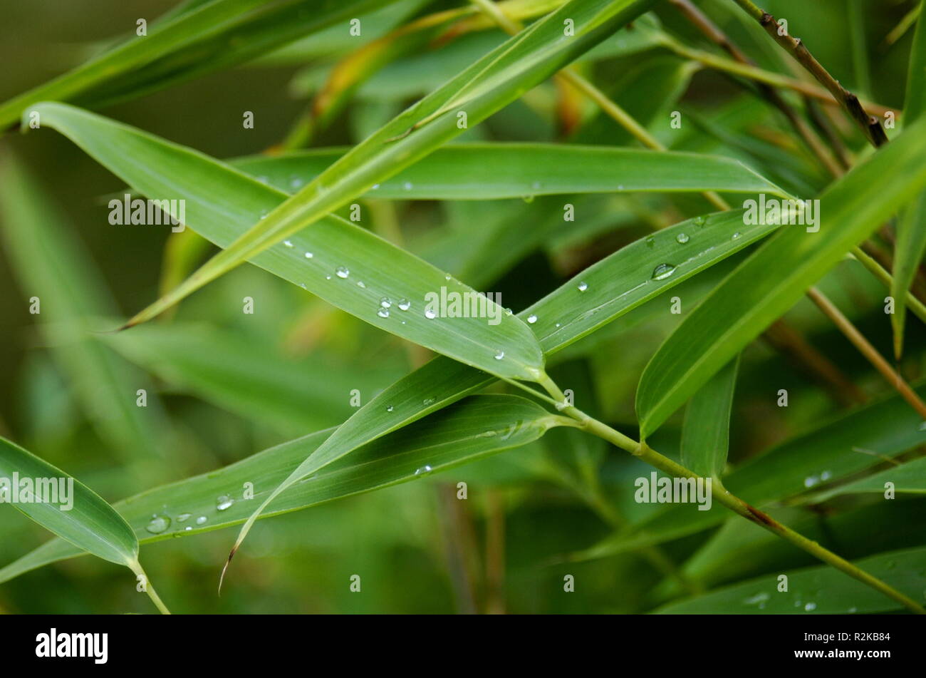 bamboo after rain Stock Photo - Alamy