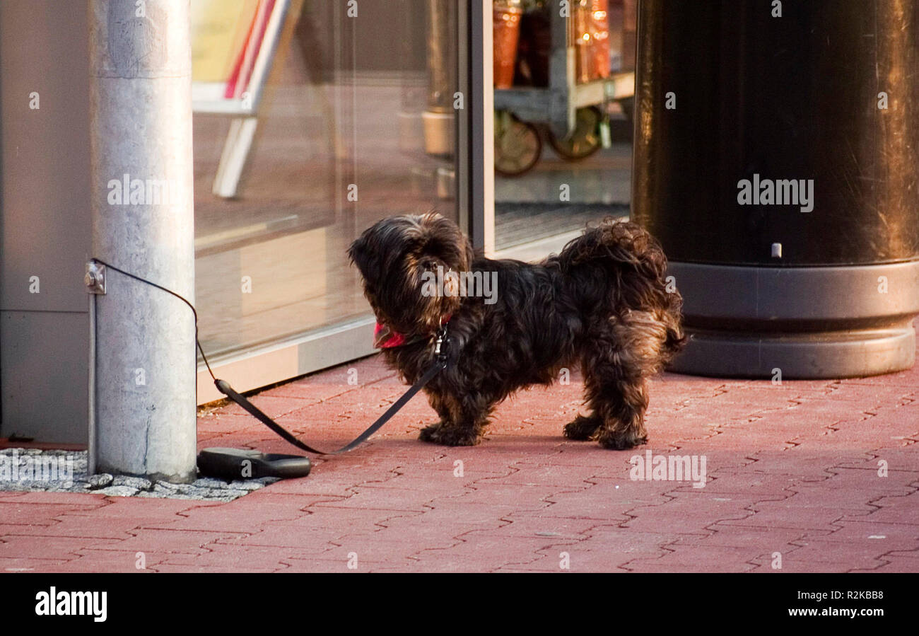 the waiting dog Stock Photo - Alamy