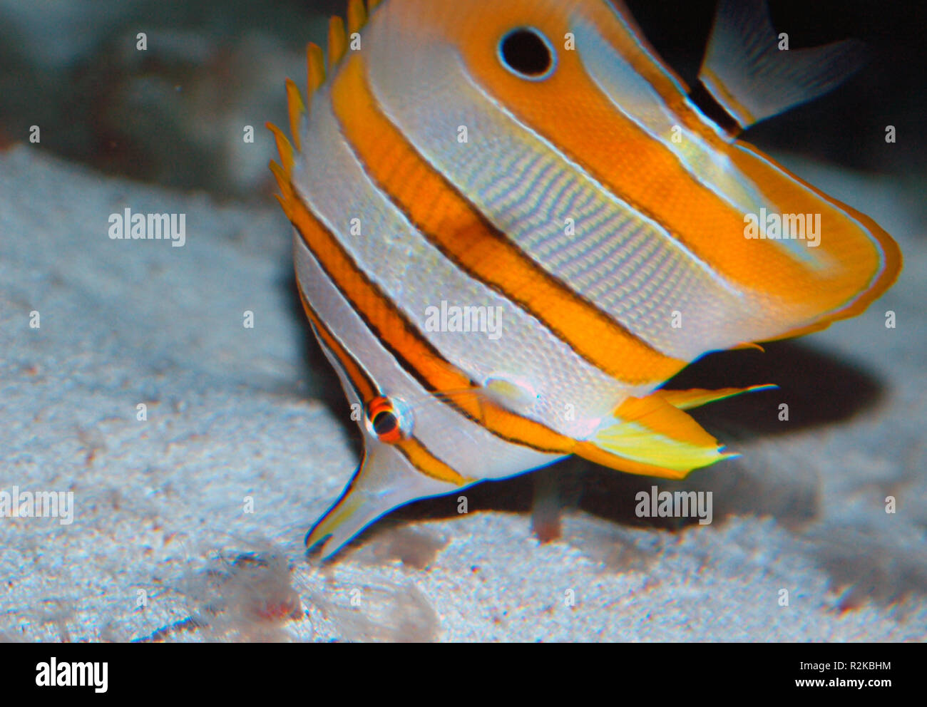 copper strip fish Stock Photo - Alamy