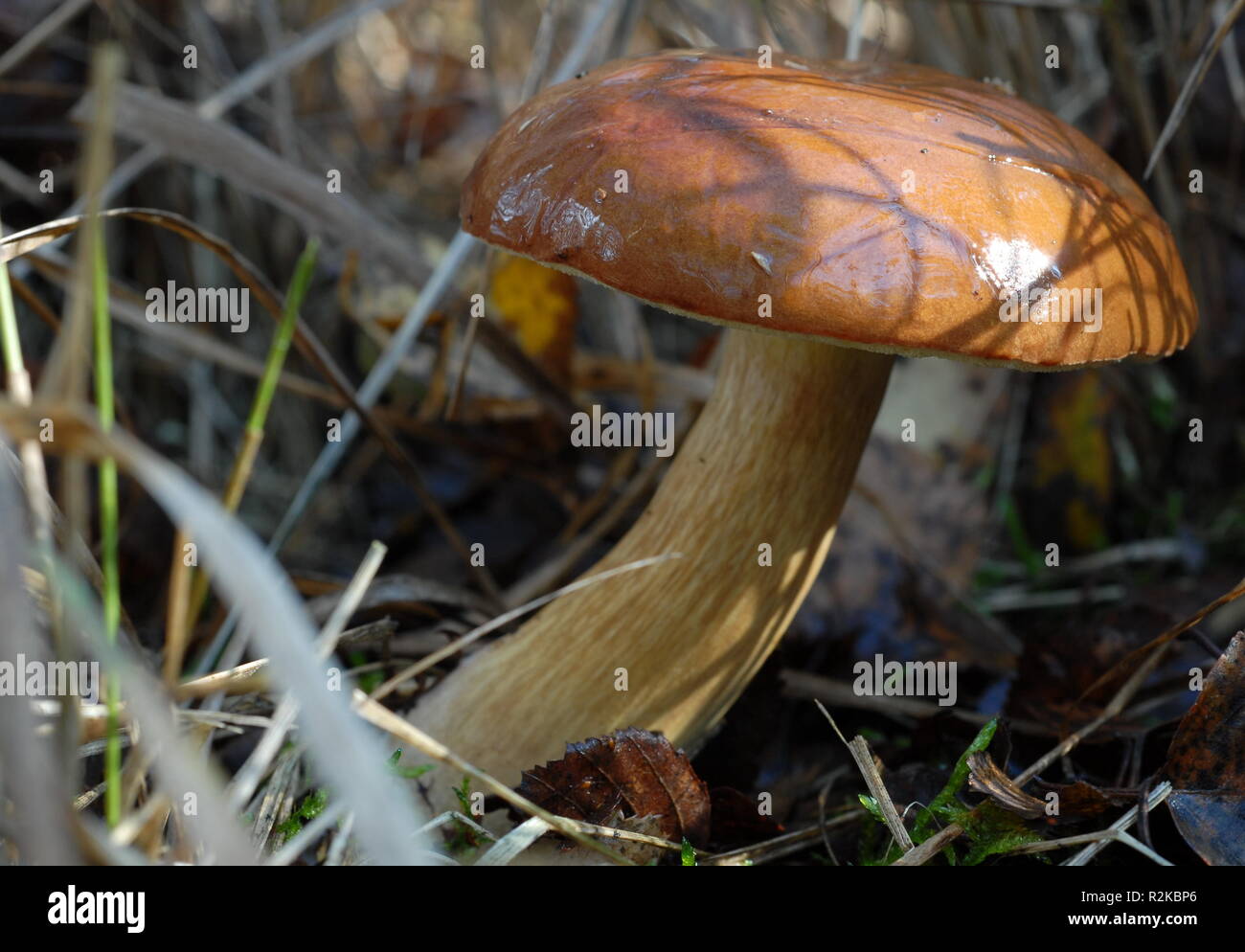 Capuchin hat hi-res stock photography and images - Alamy
