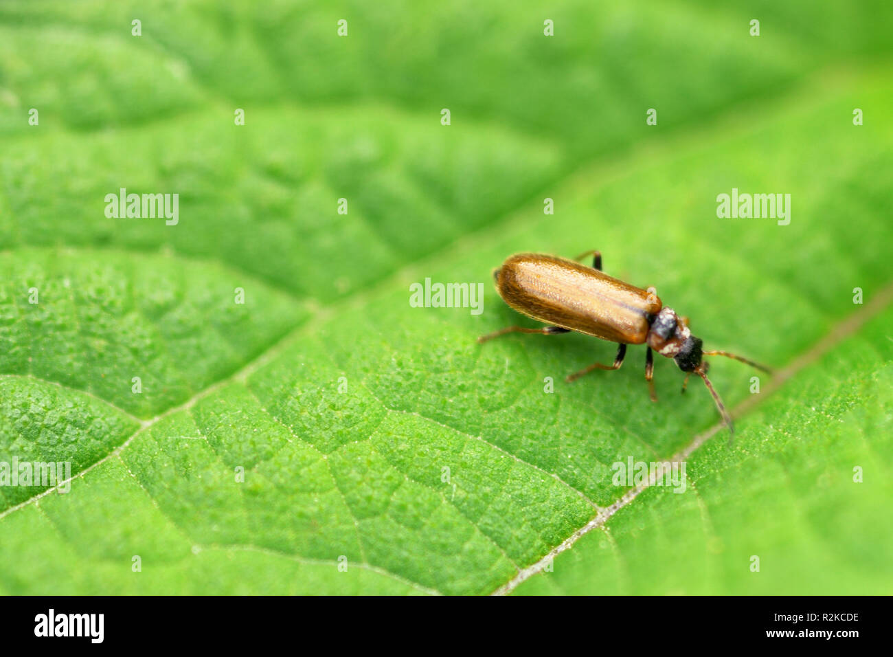 Insects crawling on grass hi-res stock photography and images - Alamy