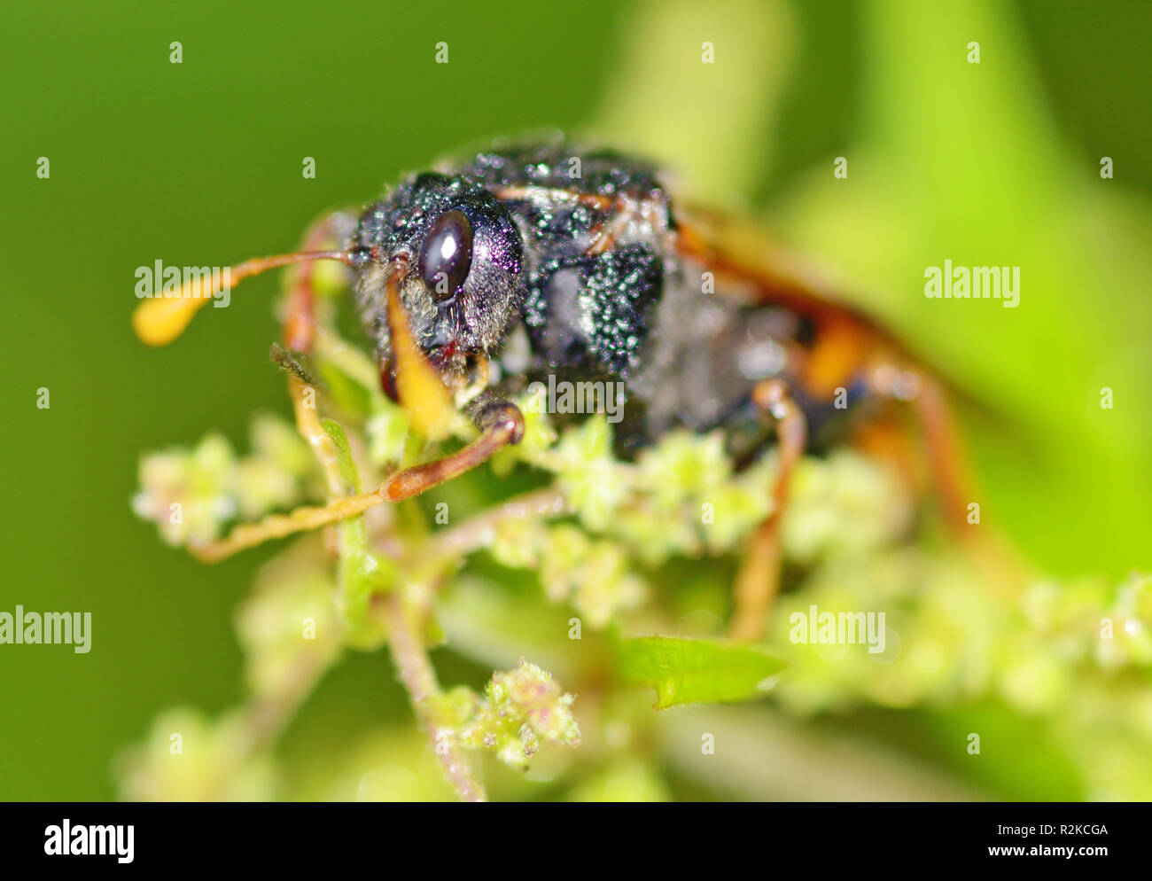 Chirr hi-res stock photography and images - Alamy